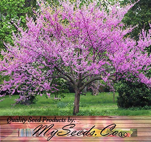 Big Pack - (500) Eastern Redbud Tree Seeds - Cercis Canadensis - Gorgeous Purplish-Pink Blossoms - Very Cold Hardy Zones 4-9 - Big Pack Seeds by MySeeds.Co (Big Pack - Eastern Redbud)