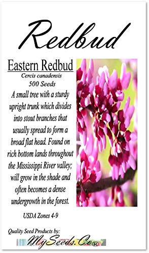 Big Pack - (500) Eastern Redbud Tree Seeds - Cercis Canadensis - Gorgeous Purplish-Pink Blossoms - Very Cold Hardy Zones 4-9 - Big Pack Seeds by MySeeds.Co (Big Pack - Eastern Redbud)