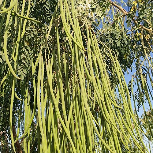 QAUZUY GARDEN 50 Moringa Plant Seeds Premium Horseradish Tree Miracle Tree Seeds - Fast-Growing & Drought Tolerant - Perennial Tropical Exotic Tree Seeds