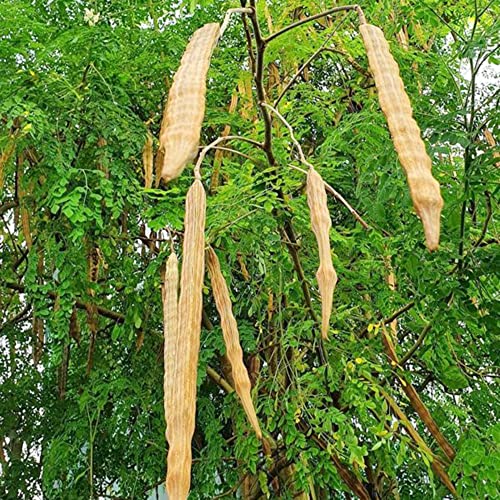 QAUZUY GARDEN 50 Moringa Plant Seeds Premium Horseradish Tree Miracle Tree Seeds - Fast-Growing & Drought Tolerant - Perennial Tropical Exotic Tree Seeds