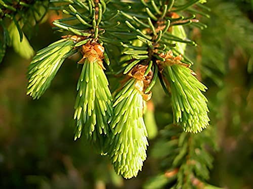 30 Seeds Norway Spruce Tree Seeds, Picea Abies, Non-GMO (Evergreen, Fast) Grown in Illinois USA