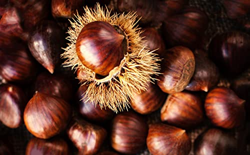 Hybrid Chestnut Tree Seedlings for Planting - Whitetail Deer's Choice Food - 1 Yr Seedlings - Castanea dentata x mollisima (1 Chestnut Tree)