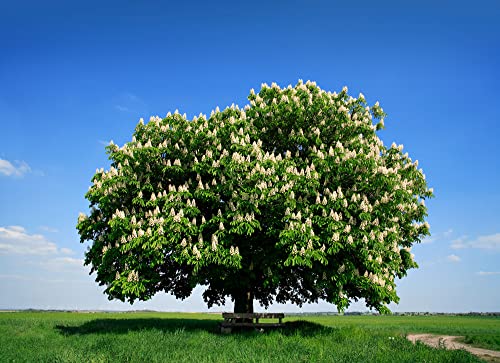 Hybrid Chestnut Tree Seedlings for Planting - Whitetail Deer's Choice Food - 1 Yr Seedlings - Castanea dentata x mollisima (1 Chestnut Tree)