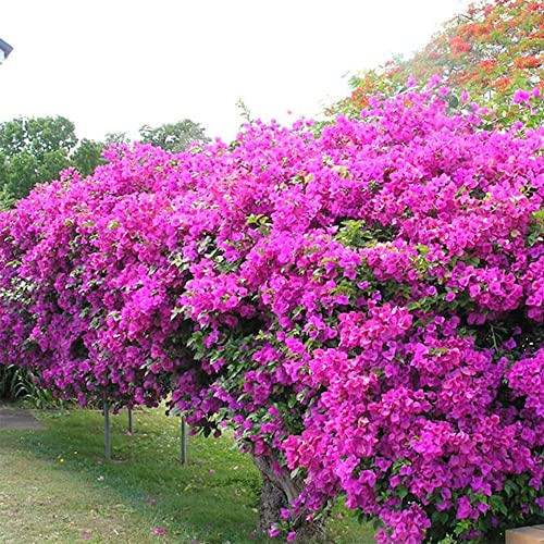 QAUZUY GARDEN 100 Purple Bougainvillea Seeds, Paperflower, Attract Pollinators, Fast-Growing Perennial Flowering Shrub Bush Tree Plant, Striking Showy Accent