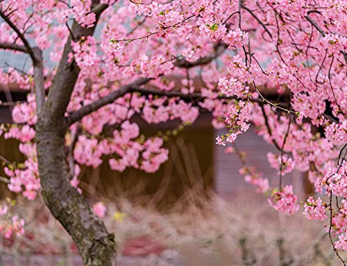 Bonsai Tree Seeds kit 5 Varieties of Non GMO Heirloom Bonsai Starter Kit , Blue Spruce, Black Pine, Sakura Seeds, Redwood Tree, Flame Tree, 5pcs Plant Markers, 5pcs Seeding Soil Block