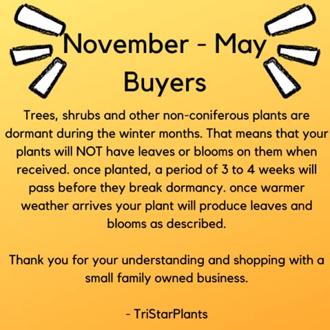 Powder Blue Rabbiteye Blueberry - 1 Gallon Trade Pot, 2'ft Tall - Established Roots Potted Plant - No Ship California - (V. Corymbosum x V. Ashei), Fast Growing Tree, Easy Care Fruit Tree