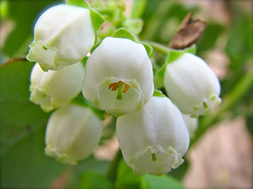 Powder Blue Rabbiteye Blueberry - 1 Gallon Trade Pot, 2'ft Tall - Established Roots Potted Plant - No Ship California - (V. Corymbosum x V. Ashei), Fast Growing Tree, Easy Care Fruit Tree