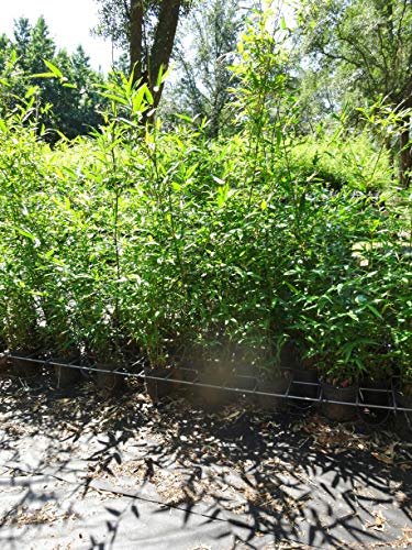 Giant Timber Clumping Bamboo - Bambusa Oldhamii - 4 Plants