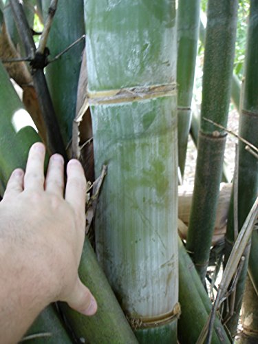 Giant Timber Clumping Bamboo - Bambusa Oldhamii - 4 Plants
