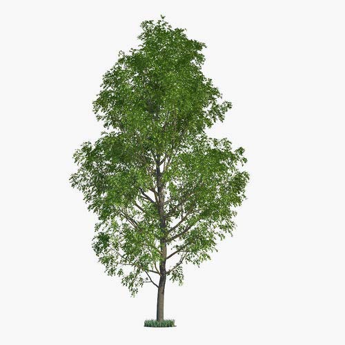 10 Fast Growing Hybrid Poplar Tree Cuttings - 14-18 inches Tall - Fast Growing - Get Privacy and Shade Very Fast with These Easy to Grow and Attractive Trees.