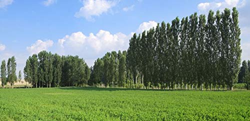 10 Fast Growing Hybrid Poplar Tree Cuttings - 14-18 inches Tall - Fast Growing - Get Privacy and Shade Very Fast with These Easy to Grow and Attractive Trees.