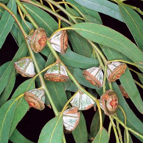 CHUXAY GARDEN Eucalyptus Globulus-Southern Blue Gum 25 Seeds Evergreen Tree Endemic Privacy Screen Road Edge Plants Easily Grow
