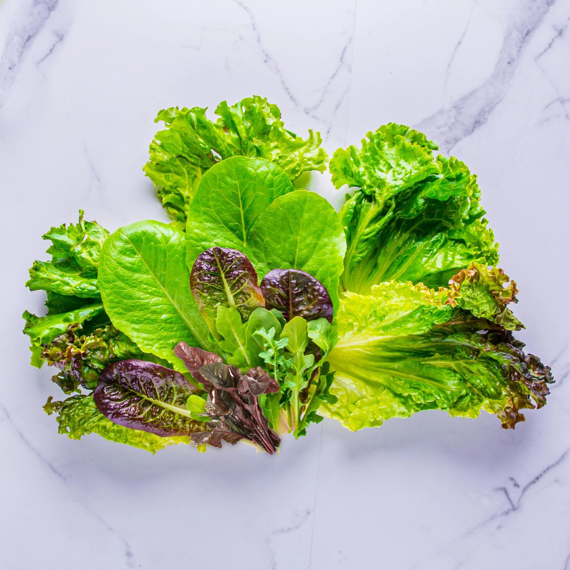 Aerogarden Salad Greens Seed Pod Kit with Red and Green Leaf, Romaine and Butter Head Lettuce, Liquid Plant Food and Growing Guide (6-Pod)