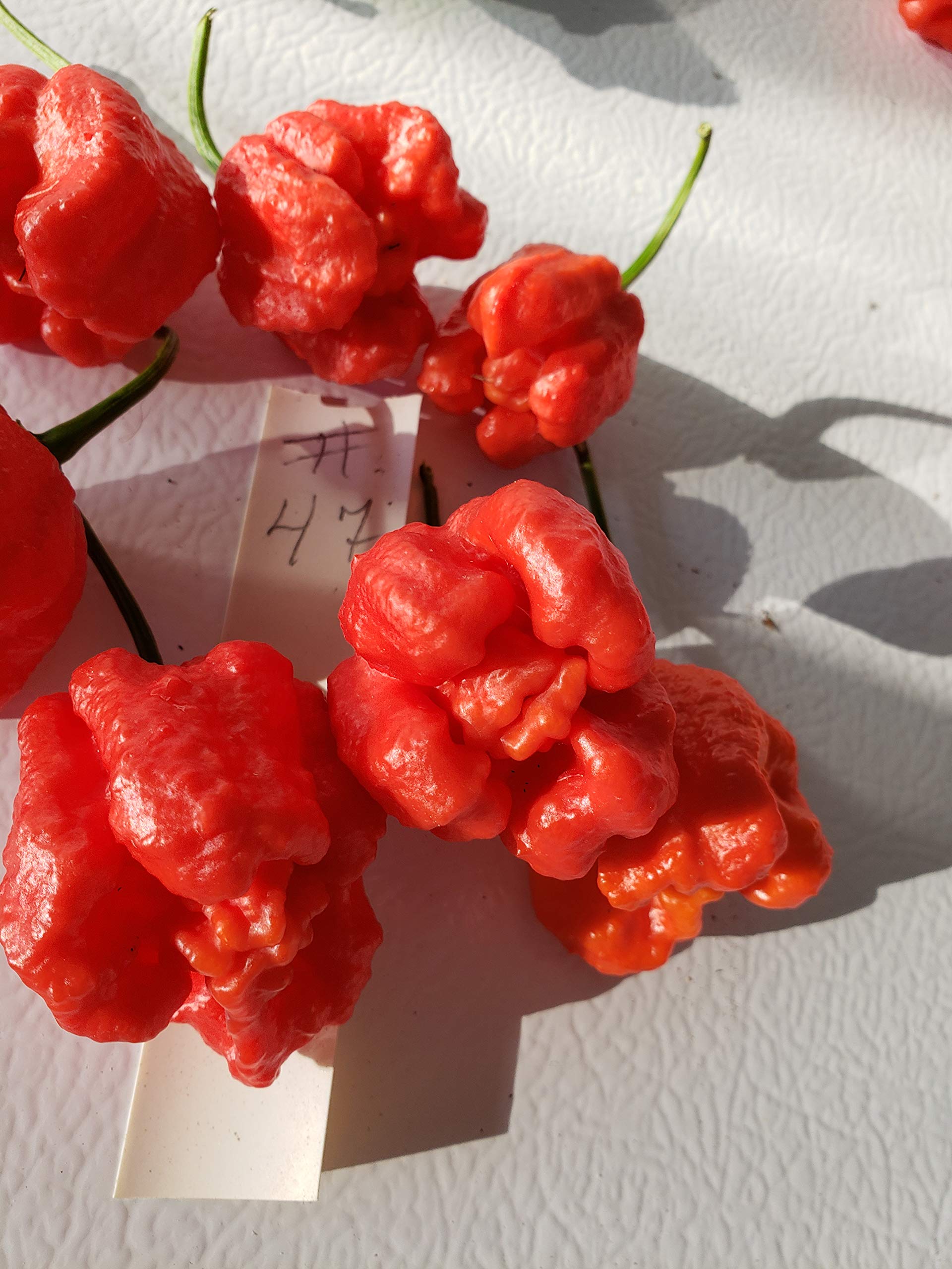 36- Fresh Picked Super Hot peppers