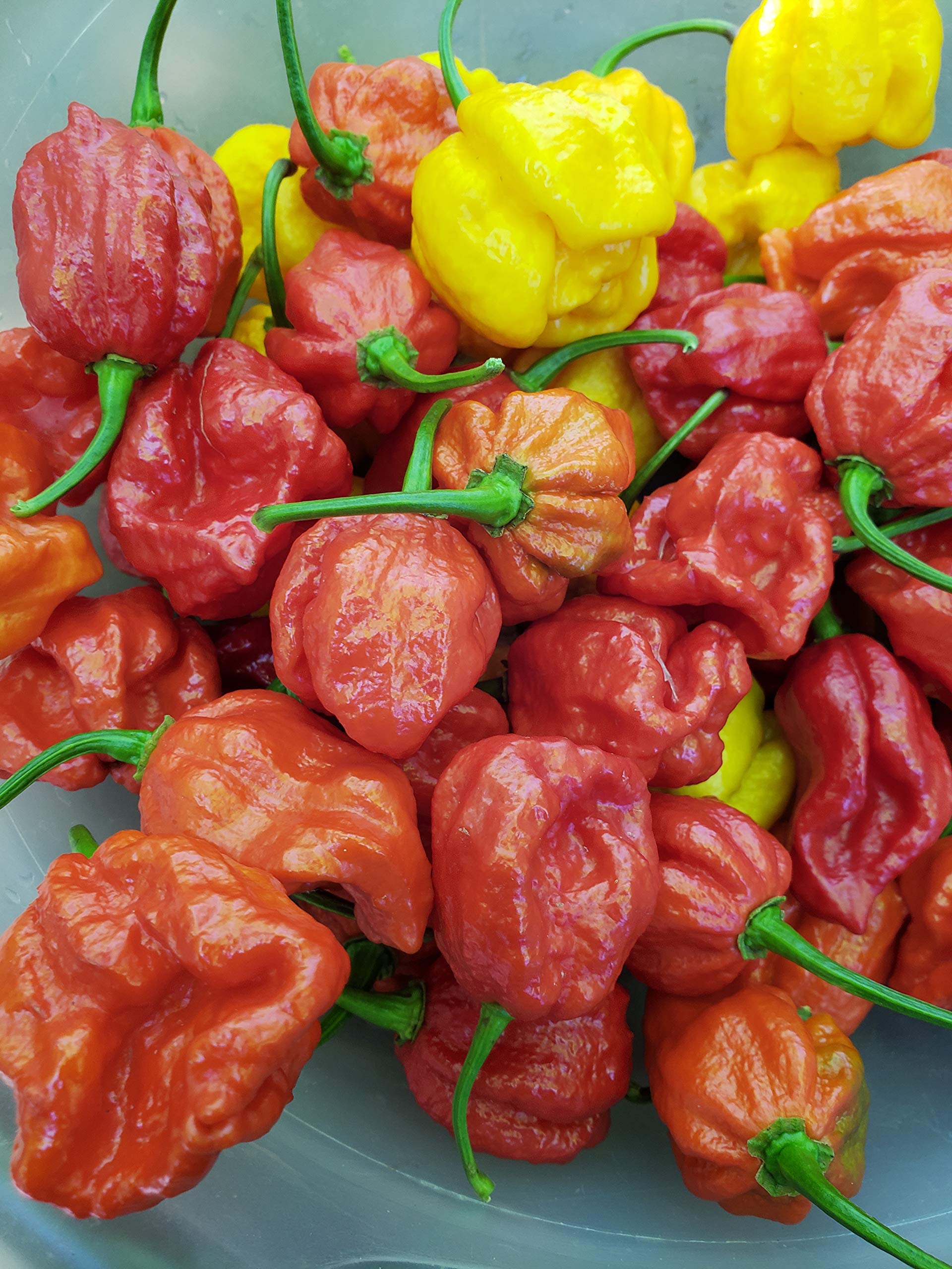 36- Fresh Picked Super Hot peppers