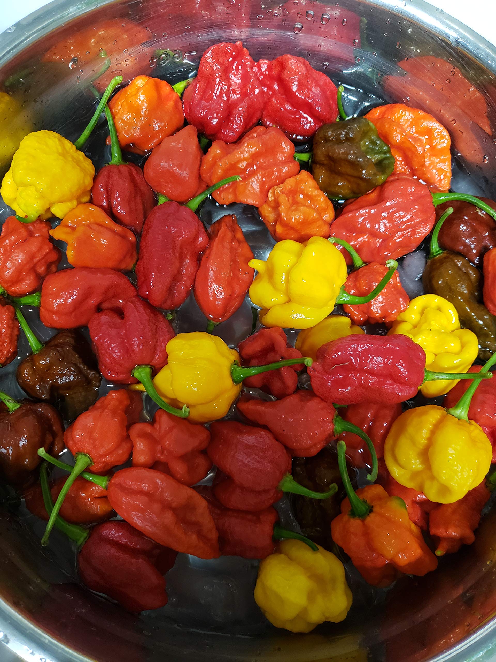 36- Fresh Picked Super Hot peppers