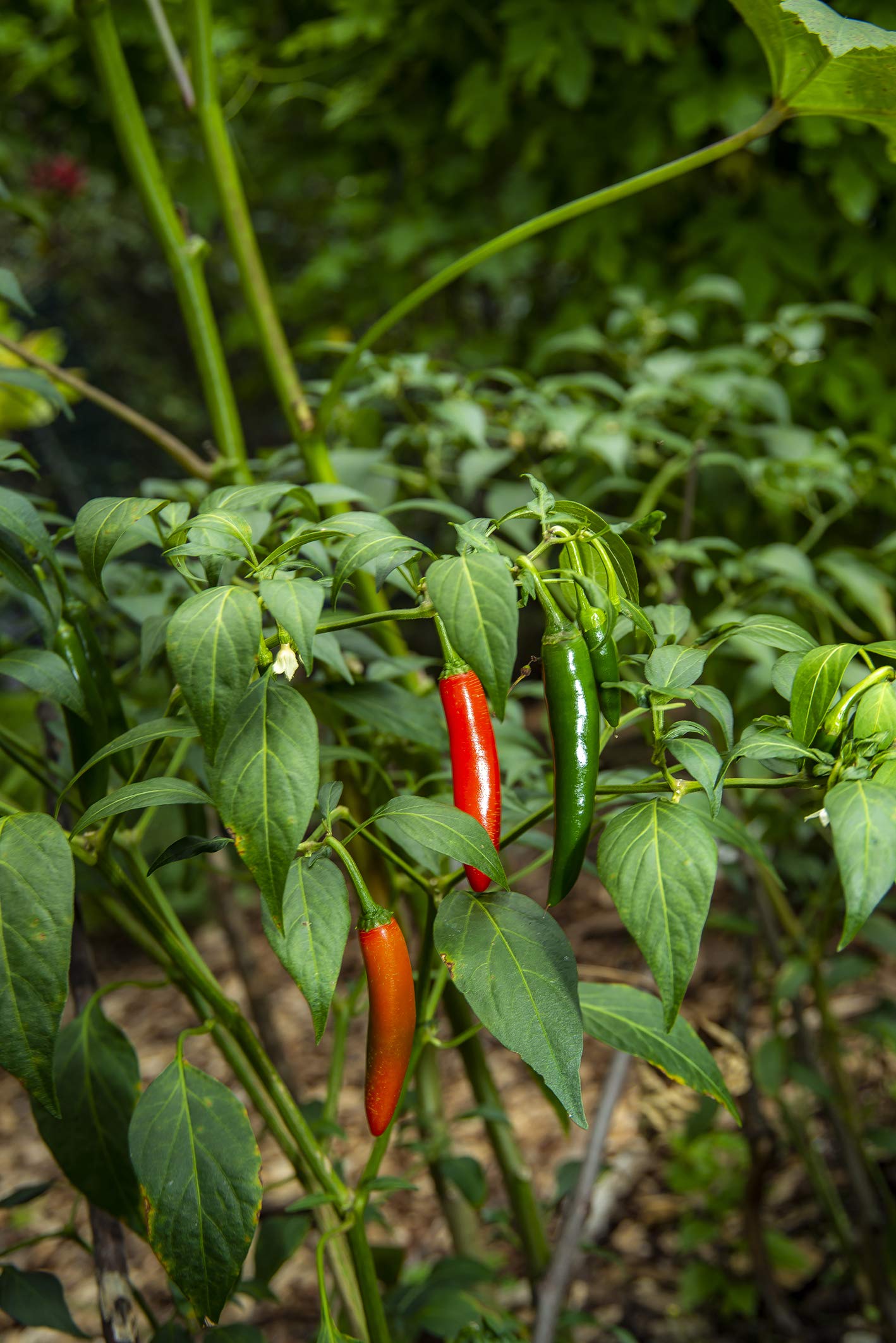 Small Axe Peppers Red Serrano Hot Sauce, 5 oz - All Natural, Kosher, non-GMO, Community Garden Grown Ghost Pepper Gourmet Hot Sauce, Featured on HOT ONES!