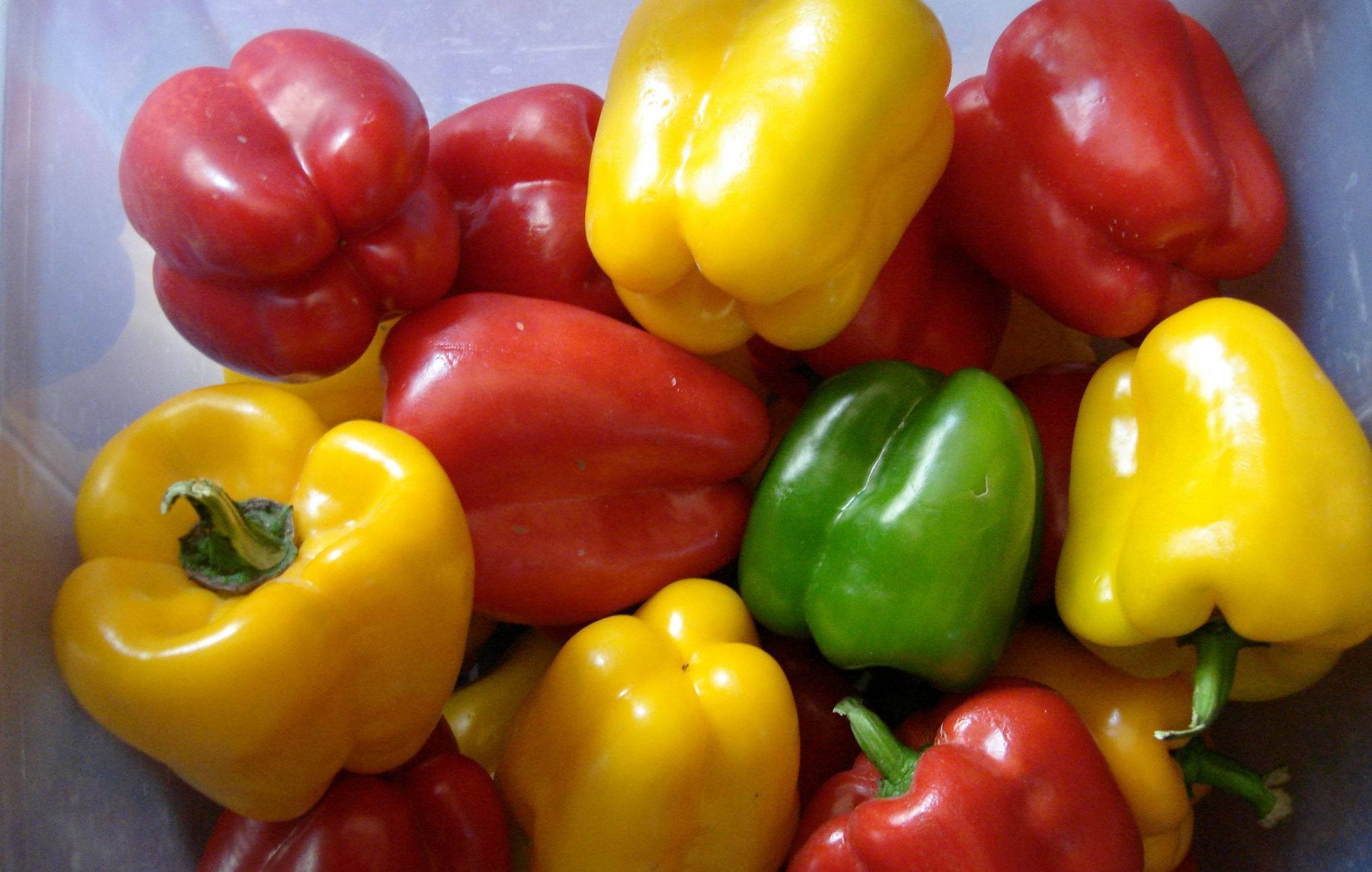 NIKA SEEDS - Seeds Vegetable Sweet Bell Pepper Rainbow Mix - 30 Seeds