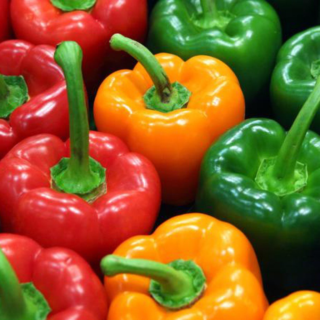 NIKA SEEDS - Seeds Vegetable Sweet Bell Pepper Rainbow Mix - 30 Seeds