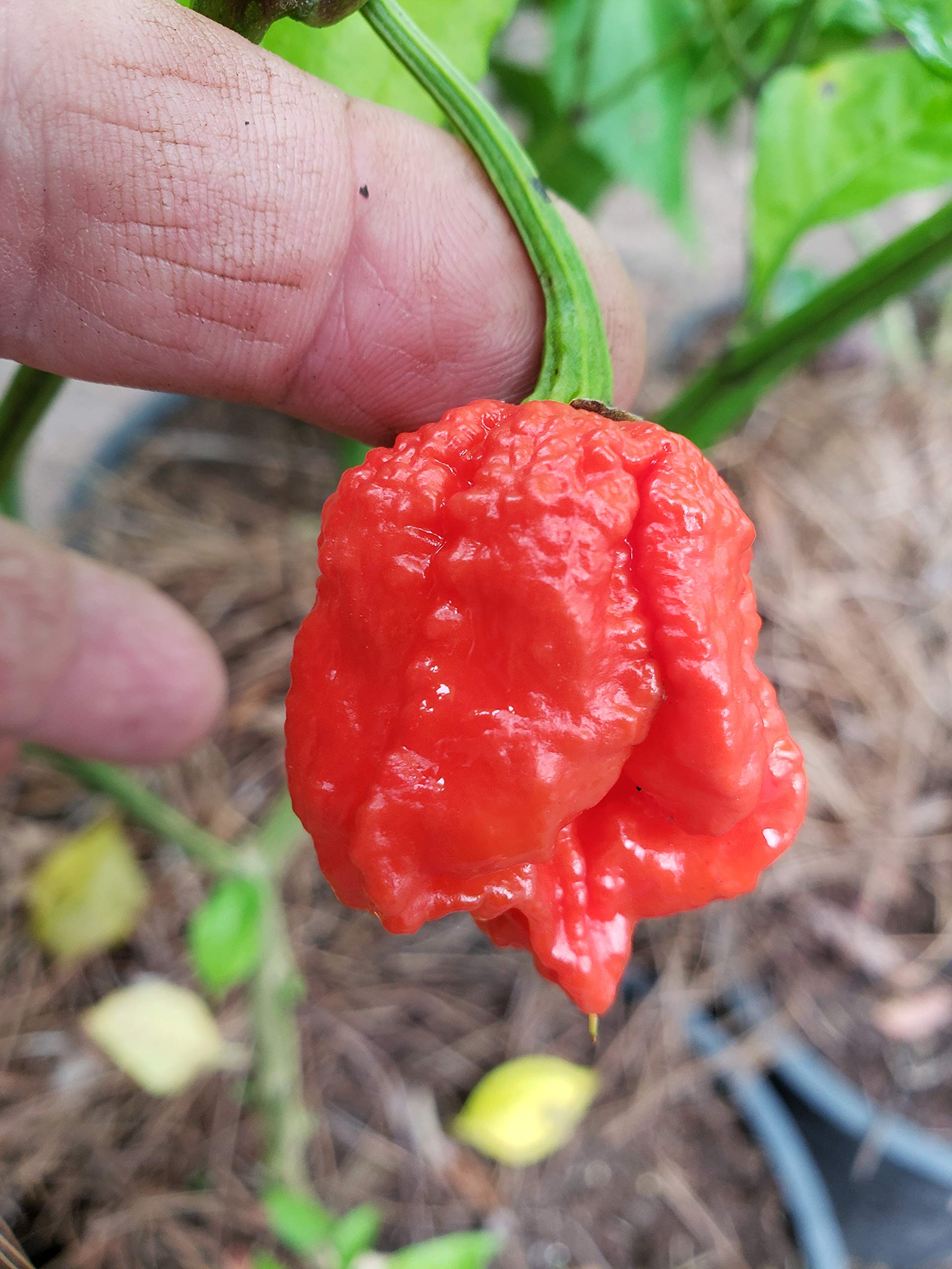 Fresh Super Hot Peppers - Mixed Box: Carolina Reapers, Ghost, Scorpion, ETC.