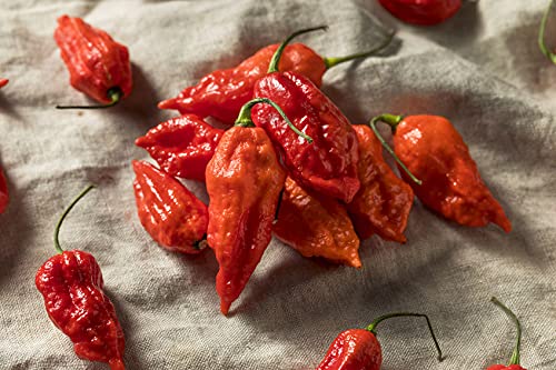 Whole Dried Ghost Pepper Pods (Bhut Jolokia) - 8 Whole Pods