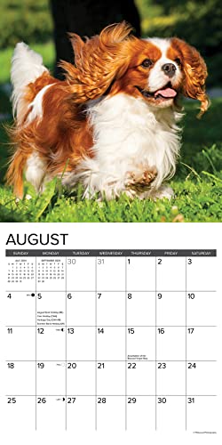 Willow Creek Press Cavalier King Charles Spaniels Monthly 2024 Wall Calendar (12" x 12")