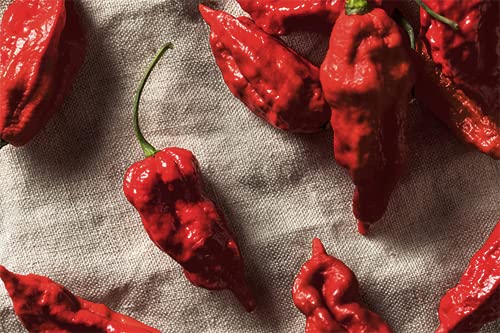 Unpretentious Dried Ghost Peppers, 25 count, Extremely Hot Bhut Jolokia Chile Peppers