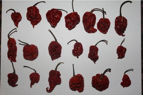 Spice Gift Set Ghost Pepper Scorpion Chili Carolina Reaper Peppers Dried Whole Peppers