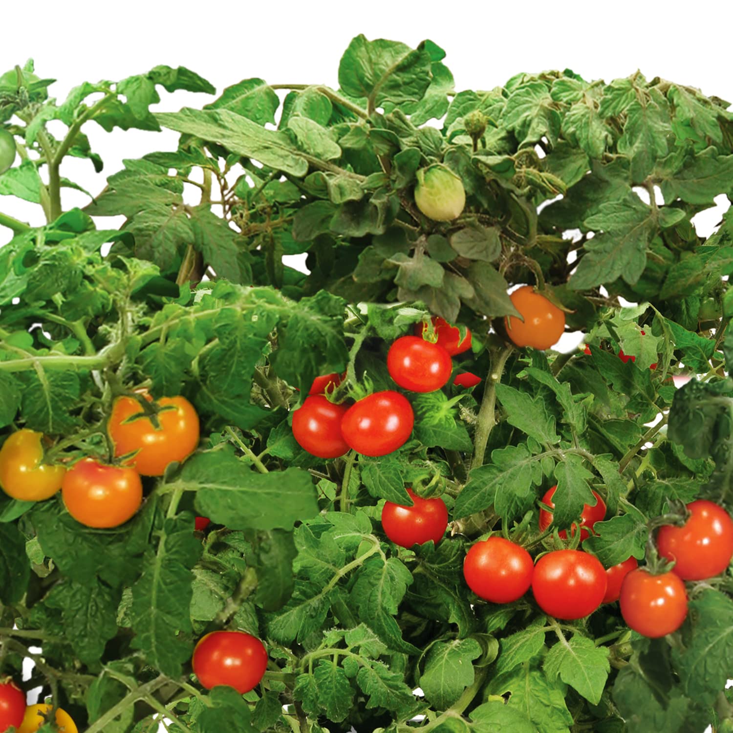 AeroGarden Red Heirloom Cherry Tomato Seed Pod Kit for AeroGarden Hydroponic Indoor Garden, 6-Pod