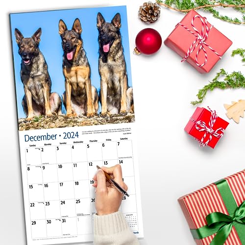 RED EMBER German Shepherds 2024 Wall Calendar 12 Month | 12" x 24" Open | Thick & Sturdy Paper | Giftable | Calendar 2024