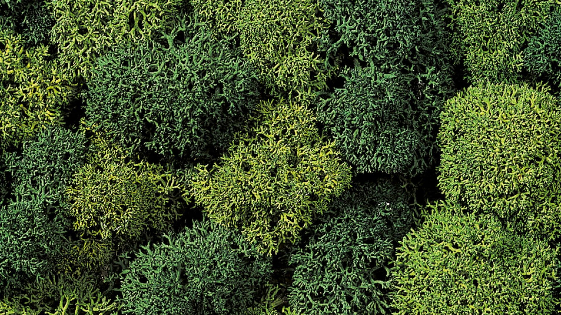 Noch 8610 Lichen Assorted Grn 1oz G,0,H0,TT,N,Z Scale