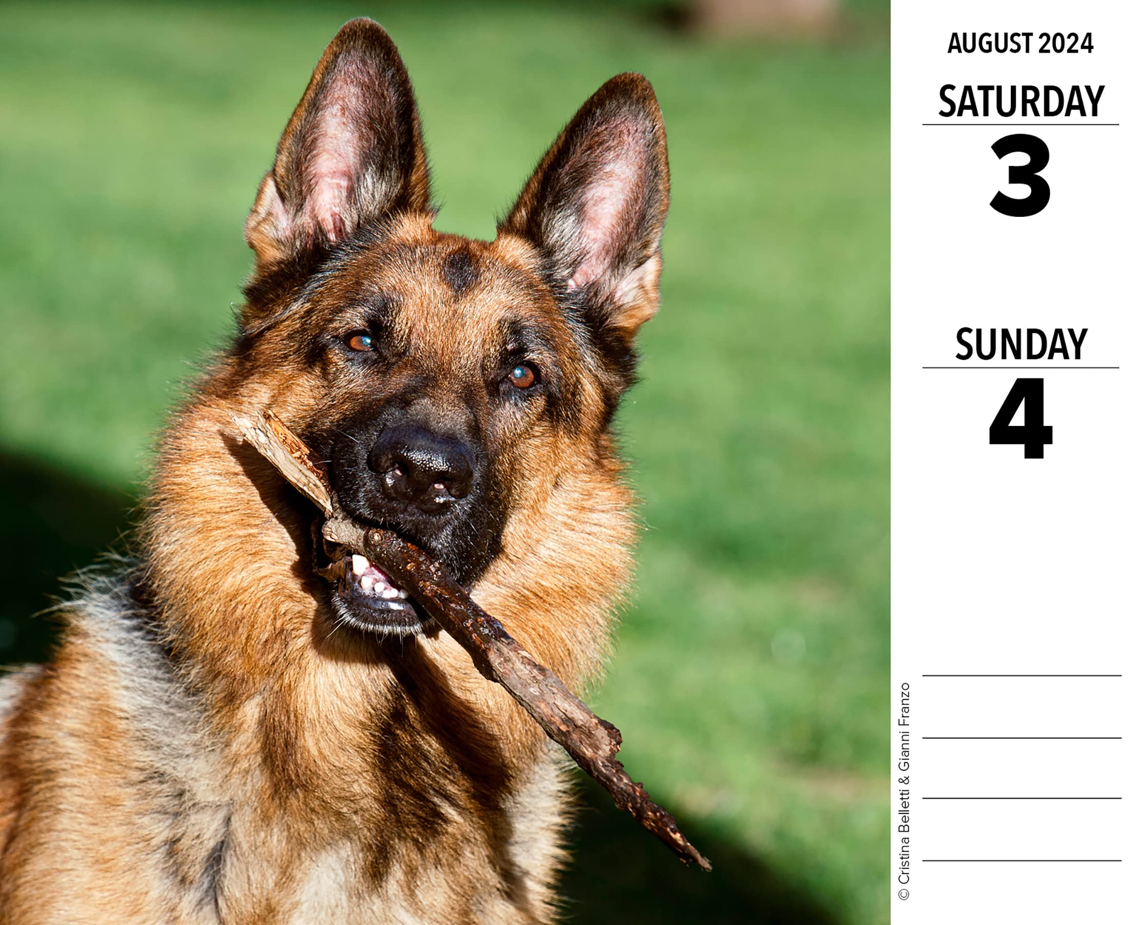 Willow Creek Press German Shepherds Daily 2024 Box/Desk Calendar (5.86" x 4.72")