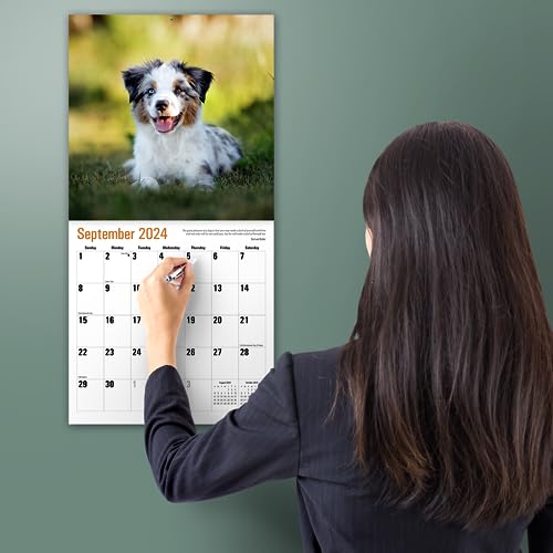 MICASA Australian Shepherds 2024 Wall Calendar 12 Month | 12" x 24" Open | Thick & Sturdy Paper | Giftable | Calendar 2024