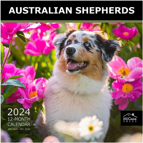 MICASA Australian Shepherds 2024 Wall Calendar 12 Month | 12" x 24" Open | Thick & Sturdy Paper | Giftable | Calendar 2024