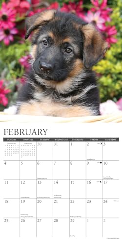 Willow Creek Press German Shepherd Puppies Monthly 2024 Wall Calendar (12" x 12")