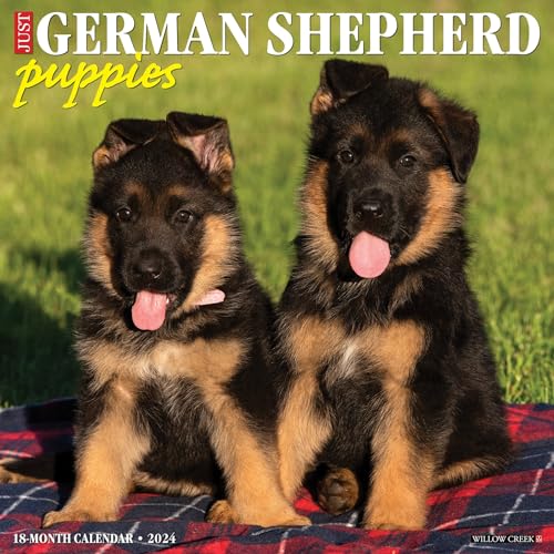 Willow Creek Press German Shepherd Puppies Monthly 2024 Wall Calendar (12" x 12")