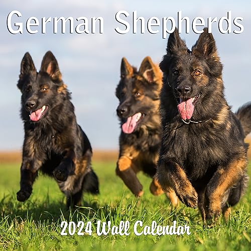 DOGS Monthly Wall Calendar | 12" x 24" | Thick Sturdy Paper | Dog Calendar 2024-2025 (Shepherds)