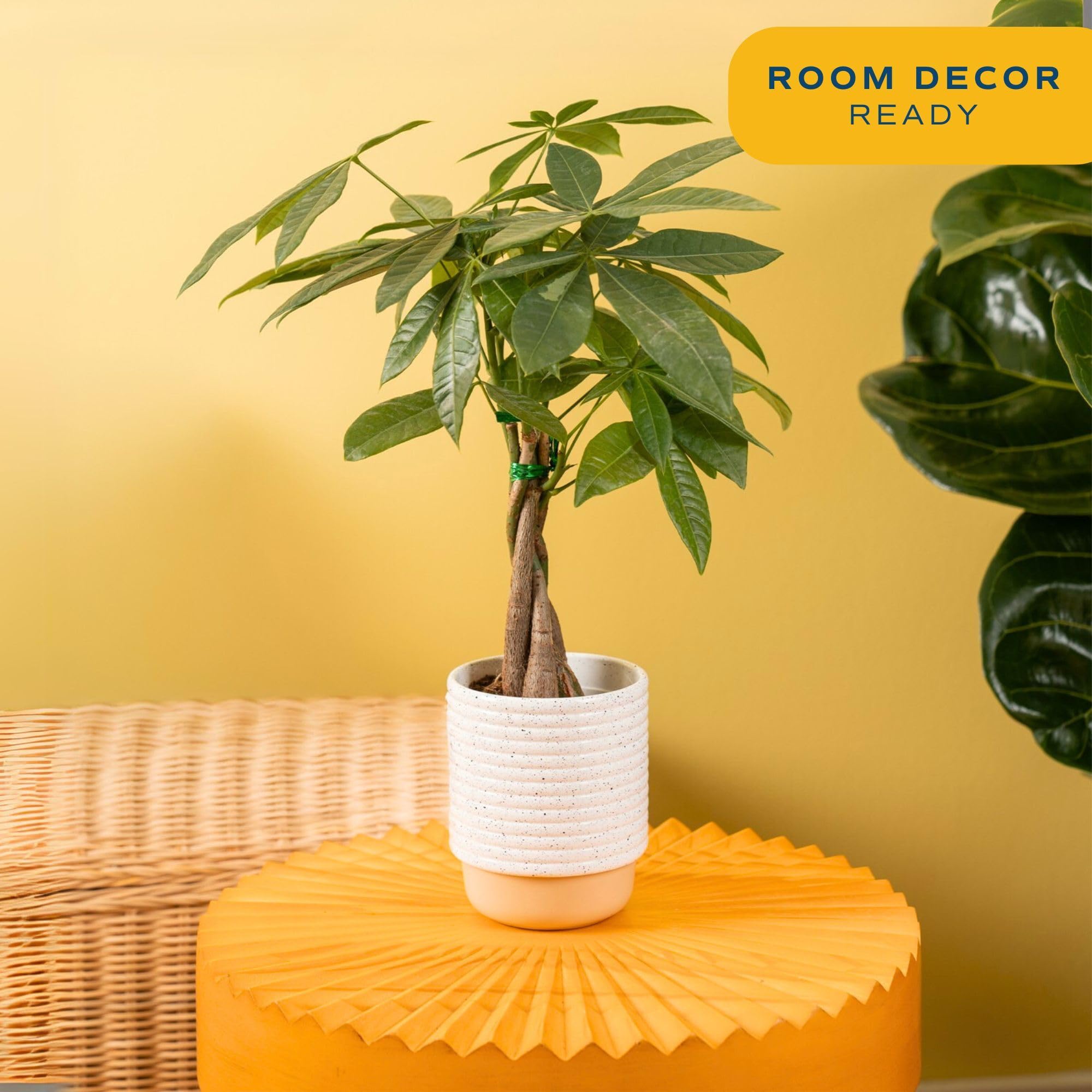 Costa Farms Money Tree, Easy Care Live Indoor Plant In Premium Ceramic Planter, Unique Gift for Birthdays, Prosperity, Good Luck, Excellent Room Décor And Dorm Decor, 16-Inches Tall