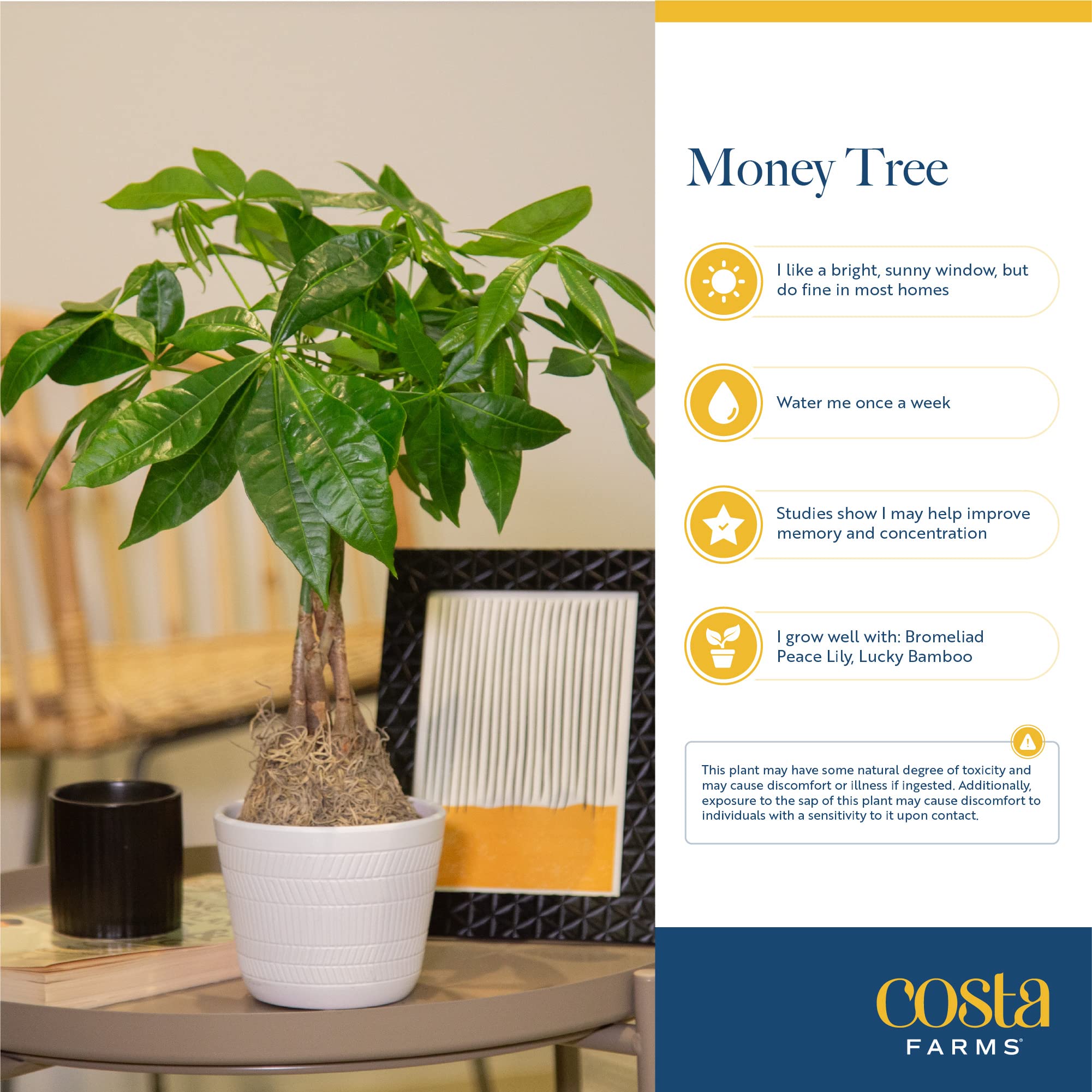 Costa Farms Money Tree, Easy Care Live Indoor Plant In Premium Ceramic Planter, Unique Gift for Birthdays, Prosperity, Good Luck, Excellent Room Décor And Dorm Decor, 16-Inches Tall