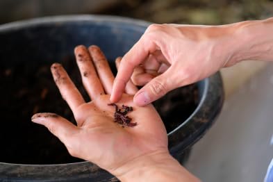 HomeGrownWorms - 250+ (1/4LB) Live Red Wiggler Composting Worms - Live Delivery - Vermicomposting Garden Red Wrigglers - Eisenia Fetida - Wiggle Worm Farm