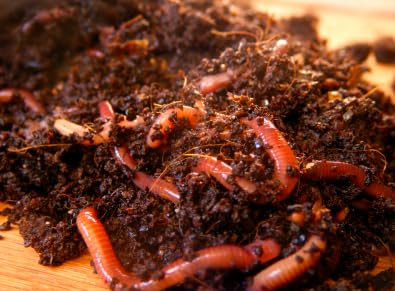 HomeGrownWorms - 250+ (1/4LB) Live Red Wiggler Composting Worms - Live Delivery - Vermicomposting Garden Red Wrigglers - Eisenia Fetida - Wiggle Worm Farm