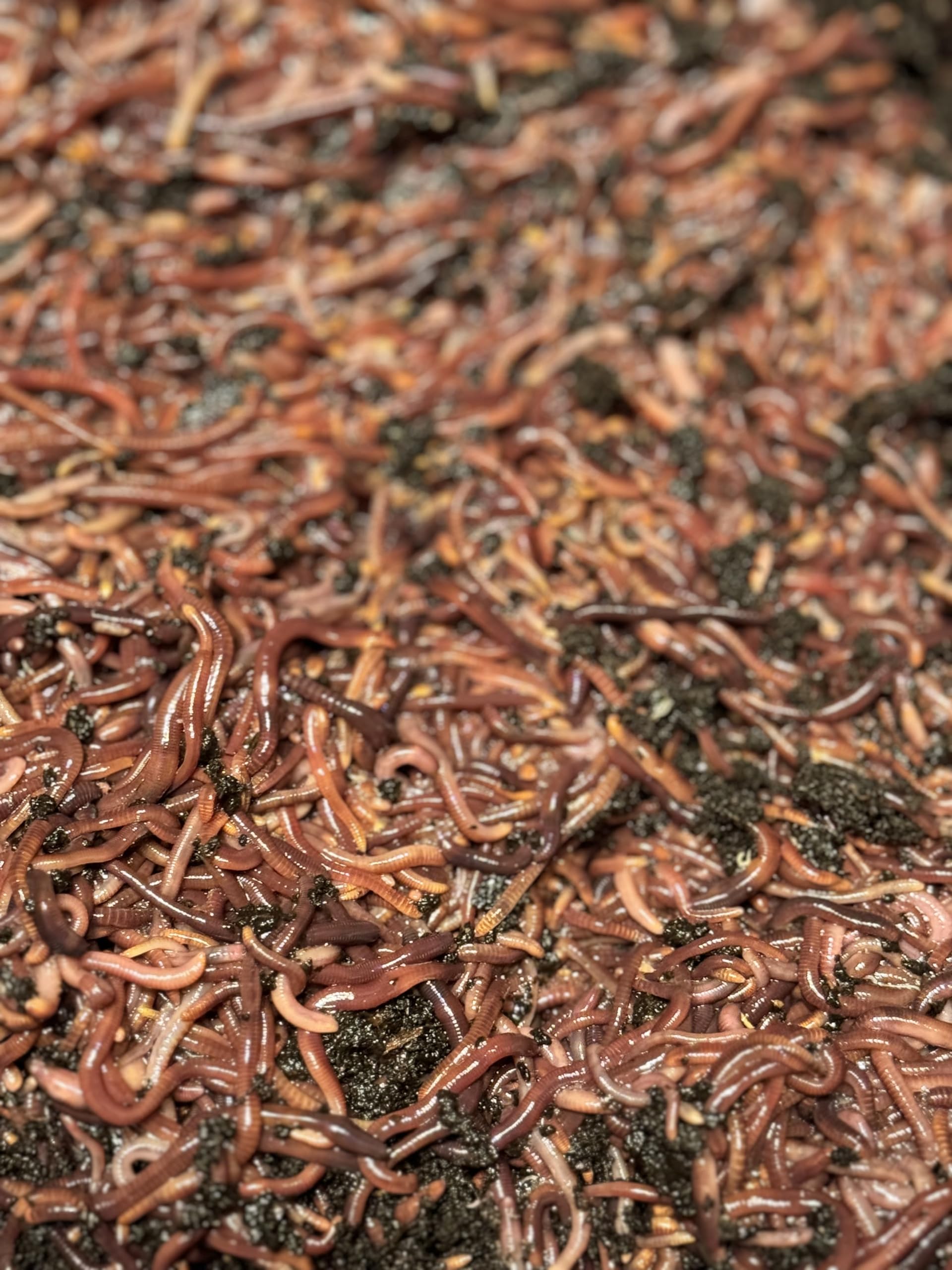 500 Live RED WIGGLERS, Compost Worms, COMPOSTING Bins (~1/2 Pound)
