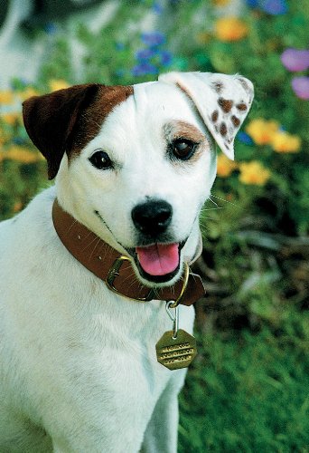 Wishbone