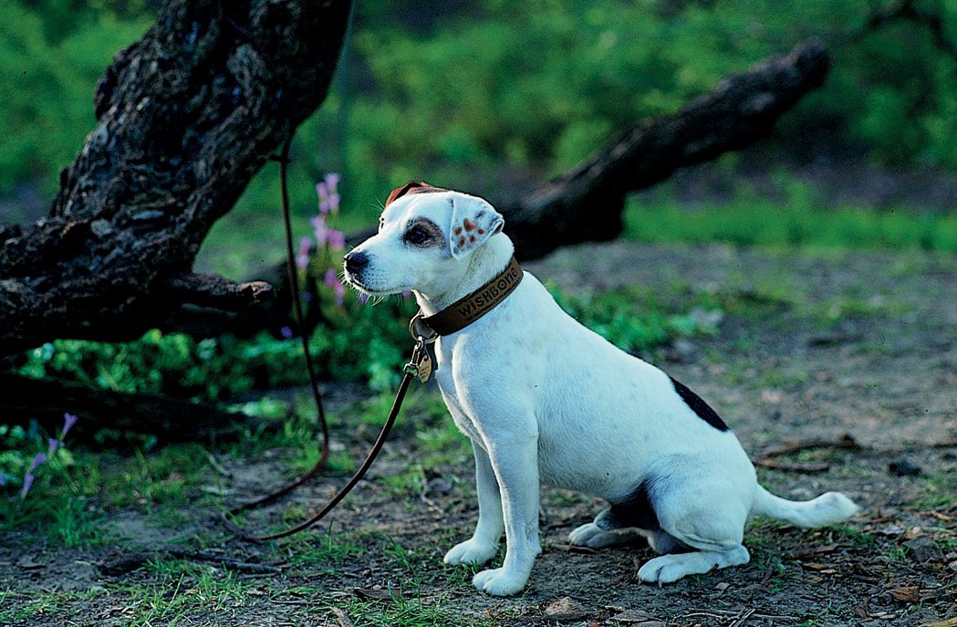 Wishbone