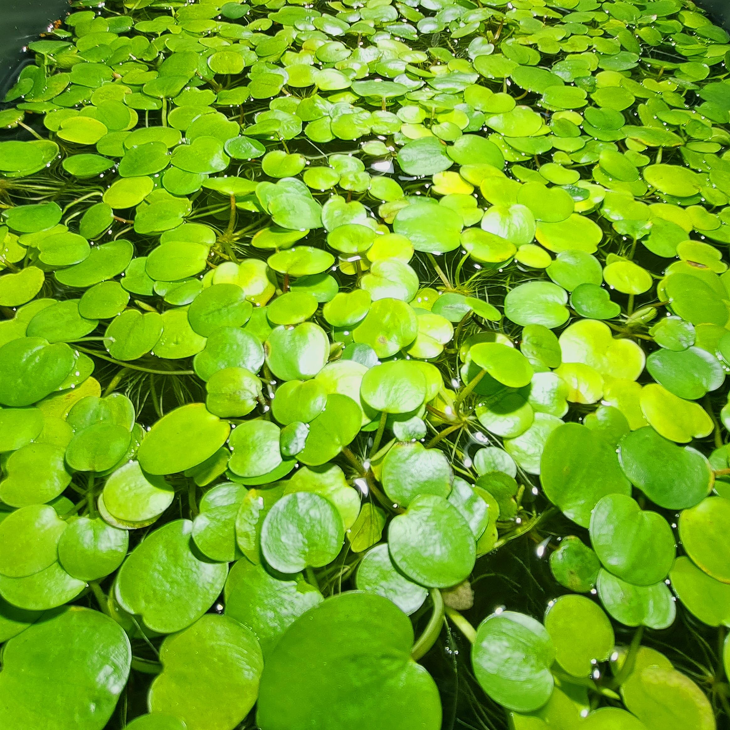 20+ Leaves Amazon Frogbit (Limnobium laevigatum) Live Aquarium Plant - Floating Aquatic Plant for Natural Fish Tank Decor and Oxygenation - Easy Care Aquatic Plants for Your Tank - Fish Breeding