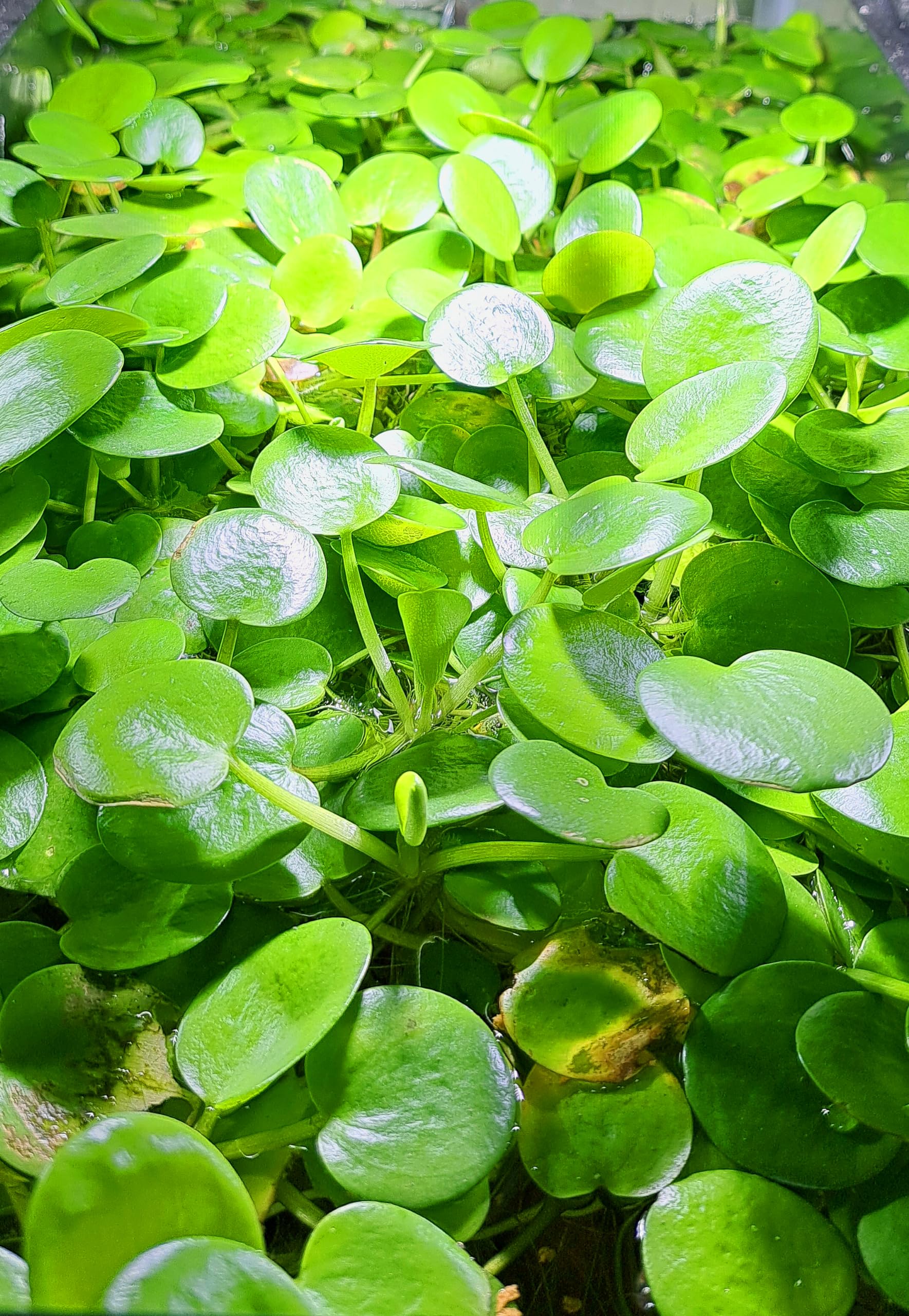 20+ Leaves Amazon Frogbit (Limnobium laevigatum) Live Aquarium Plant - Floating Aquatic Plant for Natural Fish Tank Decor and Oxygenation - Easy Care Aquatic Plants for Your Tank - Fish Breeding