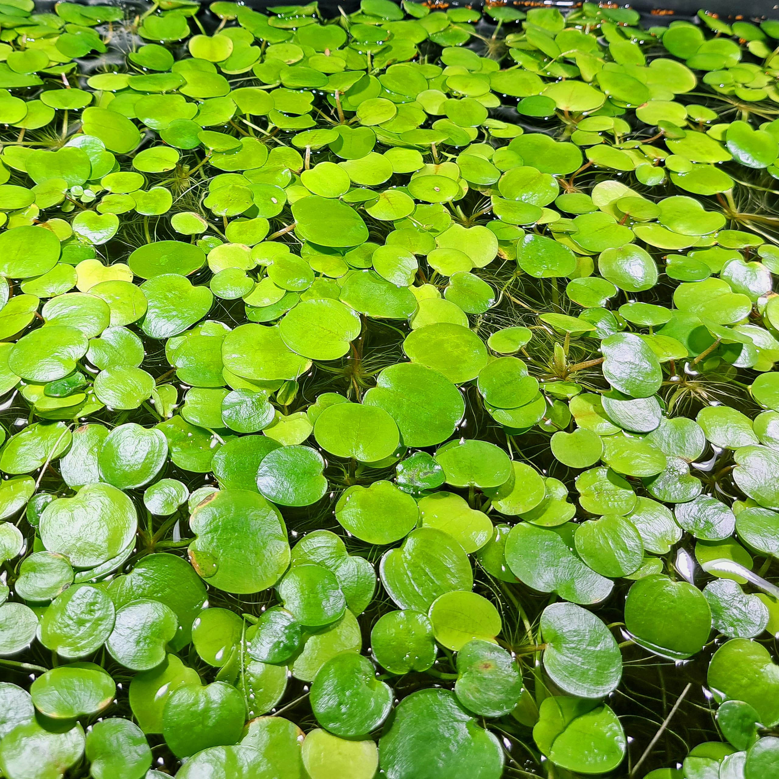 20+ Leaves Amazon Frogbit (Limnobium laevigatum) Live Aquarium Plant - Floating Aquatic Plant for Natural Fish Tank Decor and Oxygenation - Easy Care Aquatic Plants for Your Tank - Fish Breeding