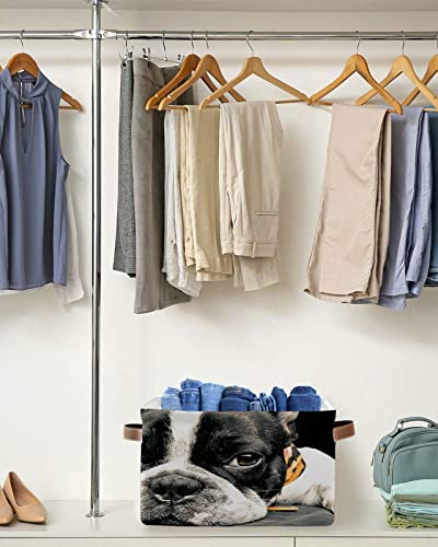 Storage Organizer Bins Set of 1 Storage Baskets for Clothes on Shelves With Handles Lovely French Bulldog Animal Photography Black Rectangular Fabric Laundry Baskets for Organizing