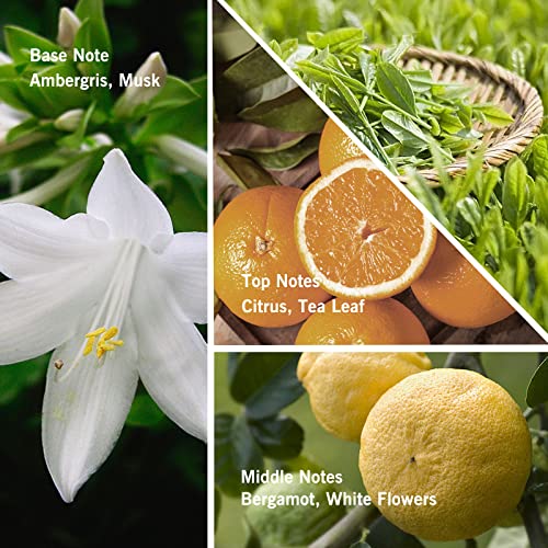Westin White Tea Candle - Scented Candles for Home - Natural Soy Candles - Natural Soy Candles - Aromatherapy Candle - Odor Eliminating Fragranced Candle - Up to 40 Hour Burn time - 7 oz