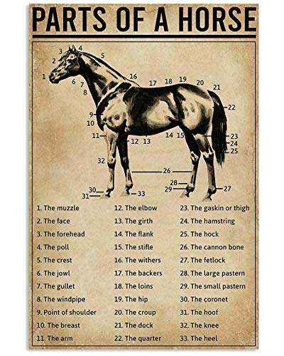 8X12 Inch Parts of A Horse Poster Knowledge Wall Décor Artwork for Horse Owner Chart Metal Tin Sign School Metal Tin